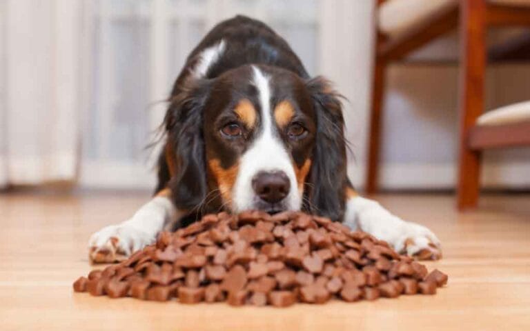 ¿Cómo saber si un alimento para perro es bueno?