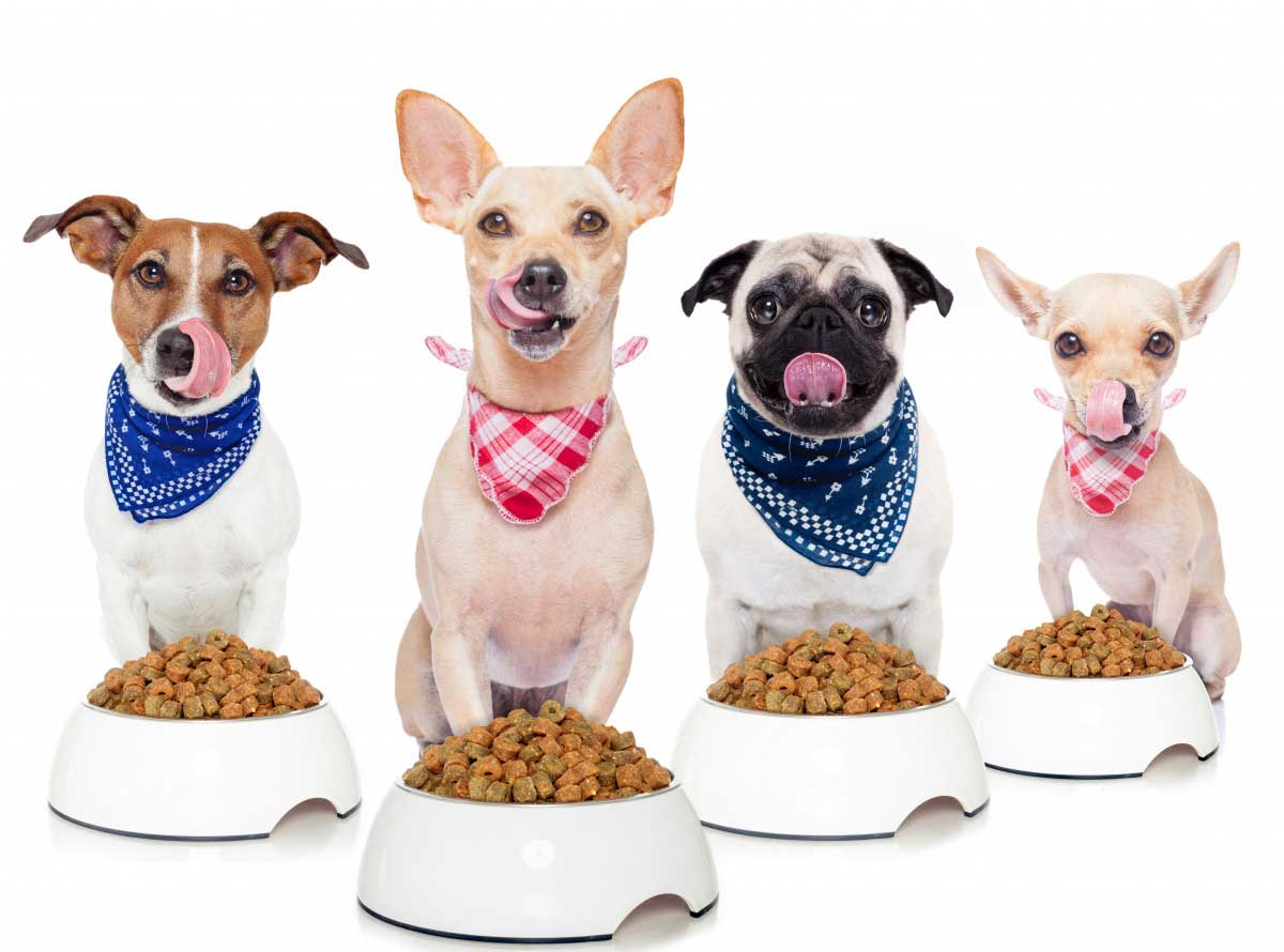 ¿Cuáles son los alimentos premium para perros?